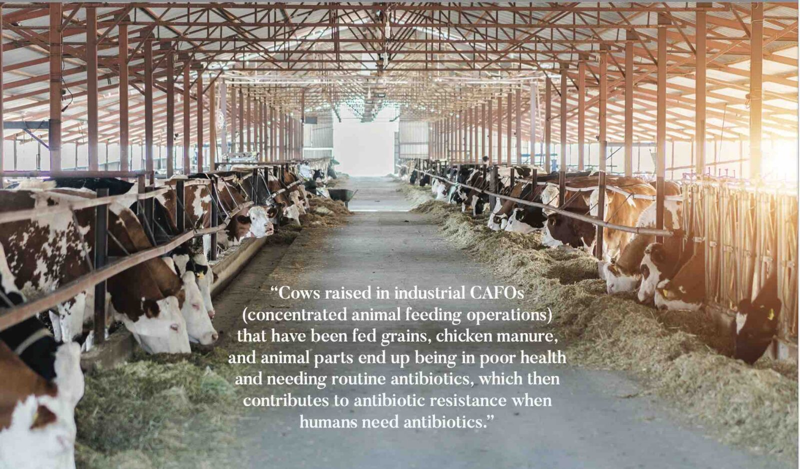 Holistic Health & Modern Life: It's All Connected